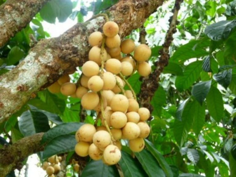 Peluang Usaha Budidaya Duku Dan Analisa Usahanya - Agrowindo