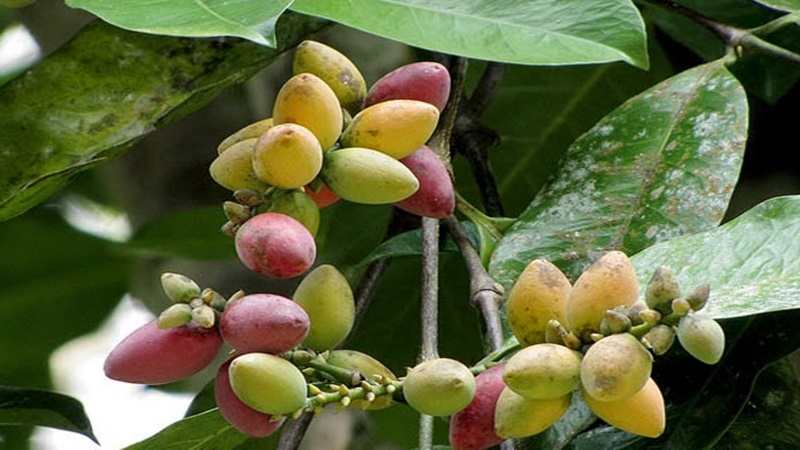 Peluang Usaha Budidaya Mlinjo dan Analisa Usahanya - Agrowindo