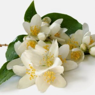 Peluang Usaha Budidaya Bunga Jasmine Dan Analisa Usahanya - Agrowindo